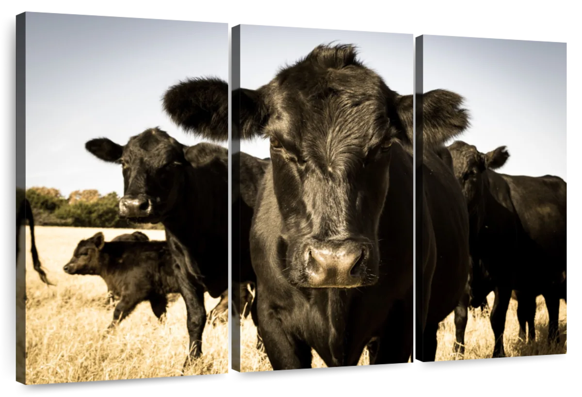 Black Angus Cattle Wall Art – Man Cave And Apparel
