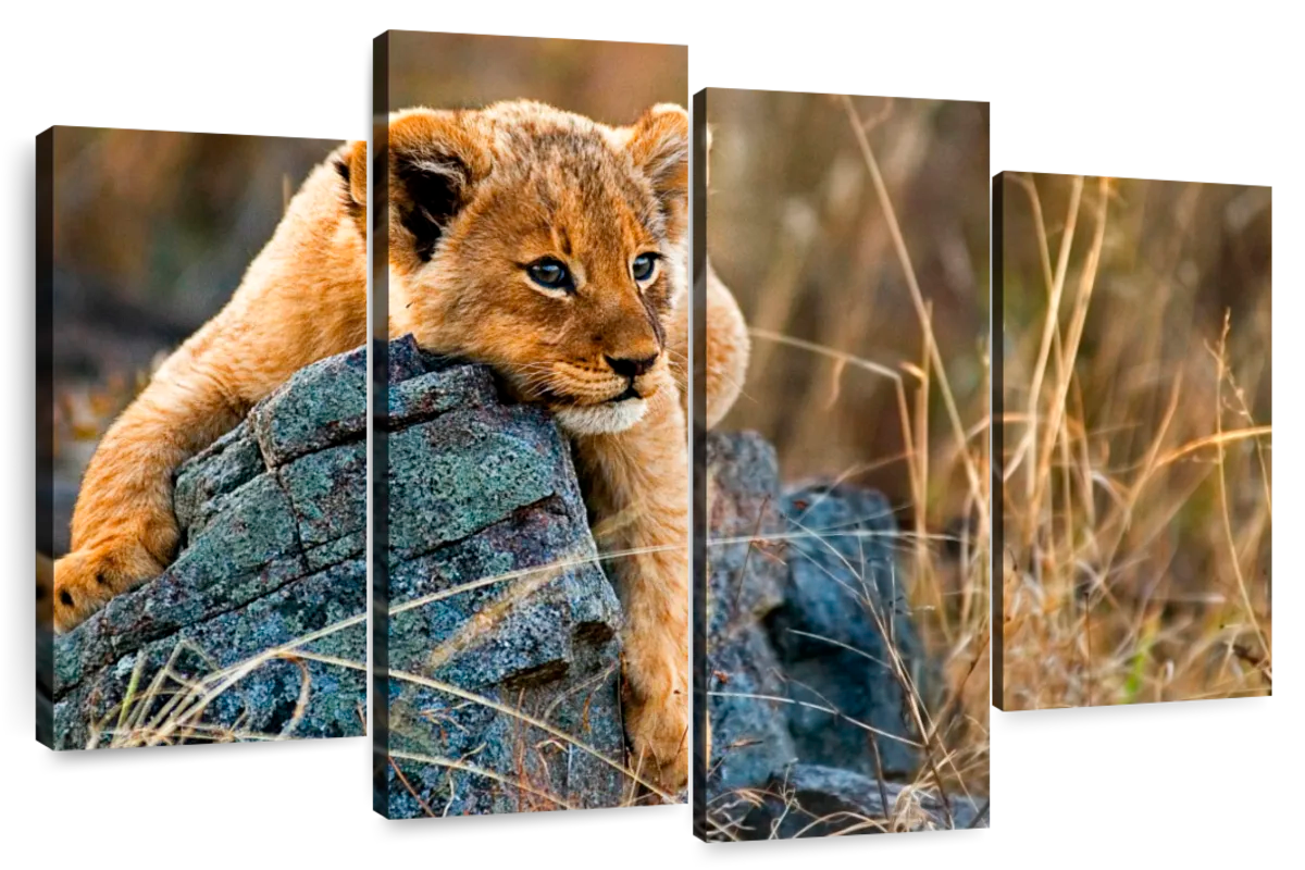 Safari Lion Cub Wall Art – Man Cave And Apparel