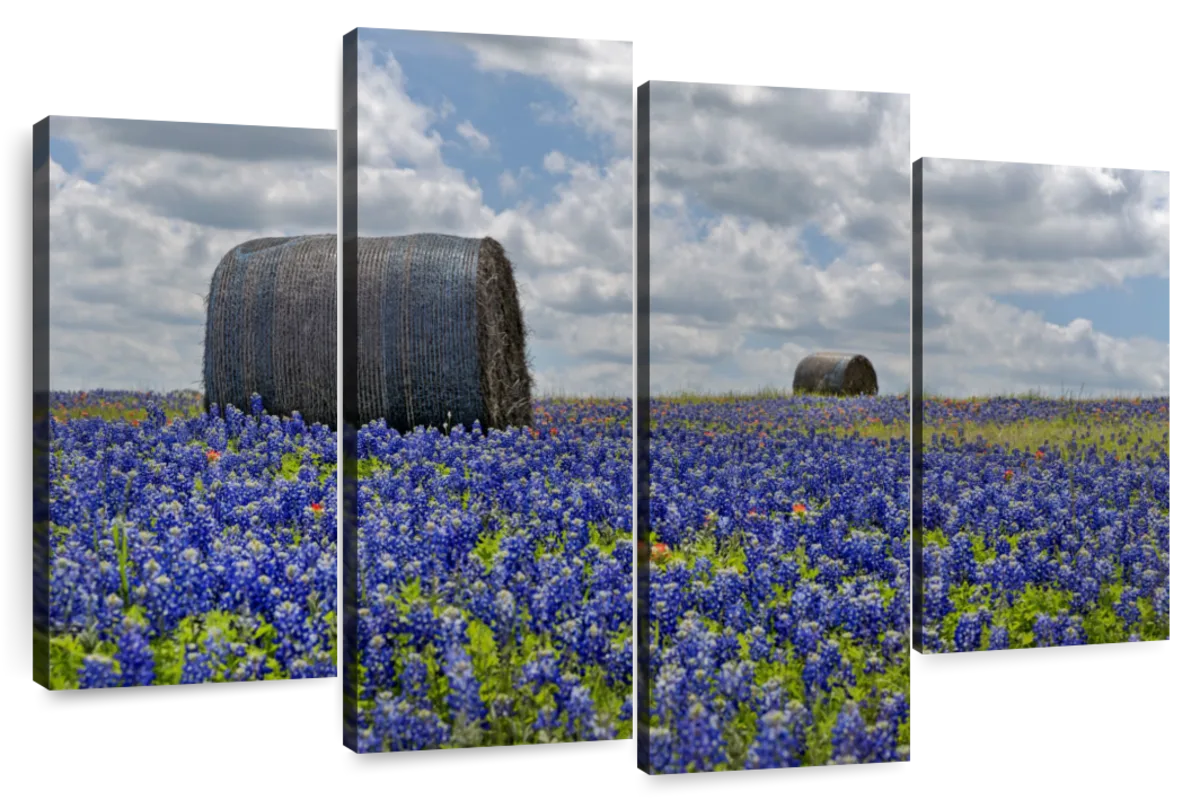 Texas Bluebonnets Wall Art – Man Cave And Apparel